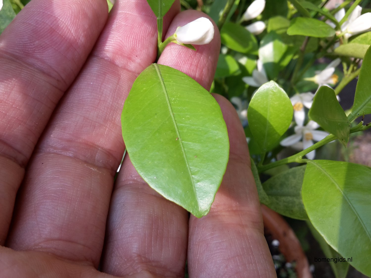 Herken de boomsoort NL: Mandarijn; Latin: Citrus reticulata; UK ...
