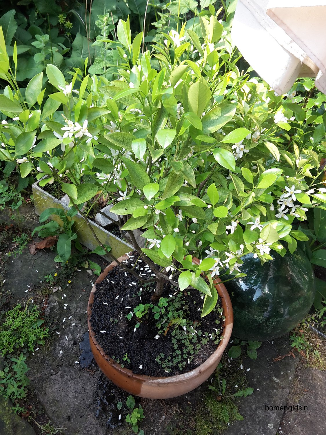 Herken de boomsoort NL: Mandarijn; Latin: Citrus reticulata; UK ...