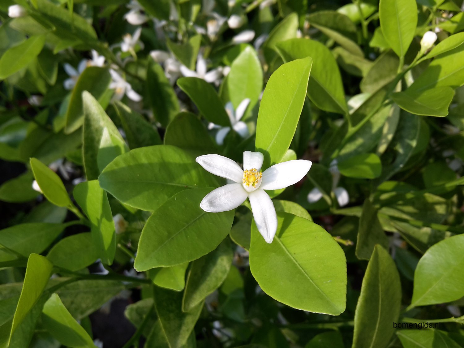 Herken de boomsoort NL: Mandarijn; Latin: Citrus reticulata; UK ...