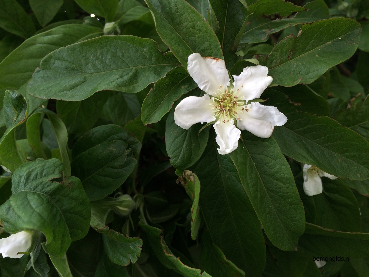 Herken de boomsoort NL: Mispel; Latin: Mespilus germanica; UK: Medieval ...