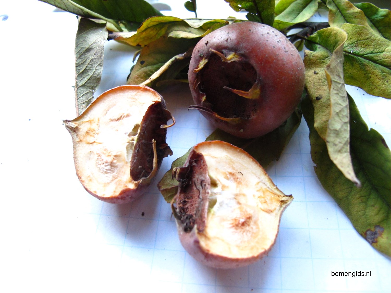 Herken de boomsoort NL: Mispel; Latin: Mespilus germanica; UK: Medieval ...