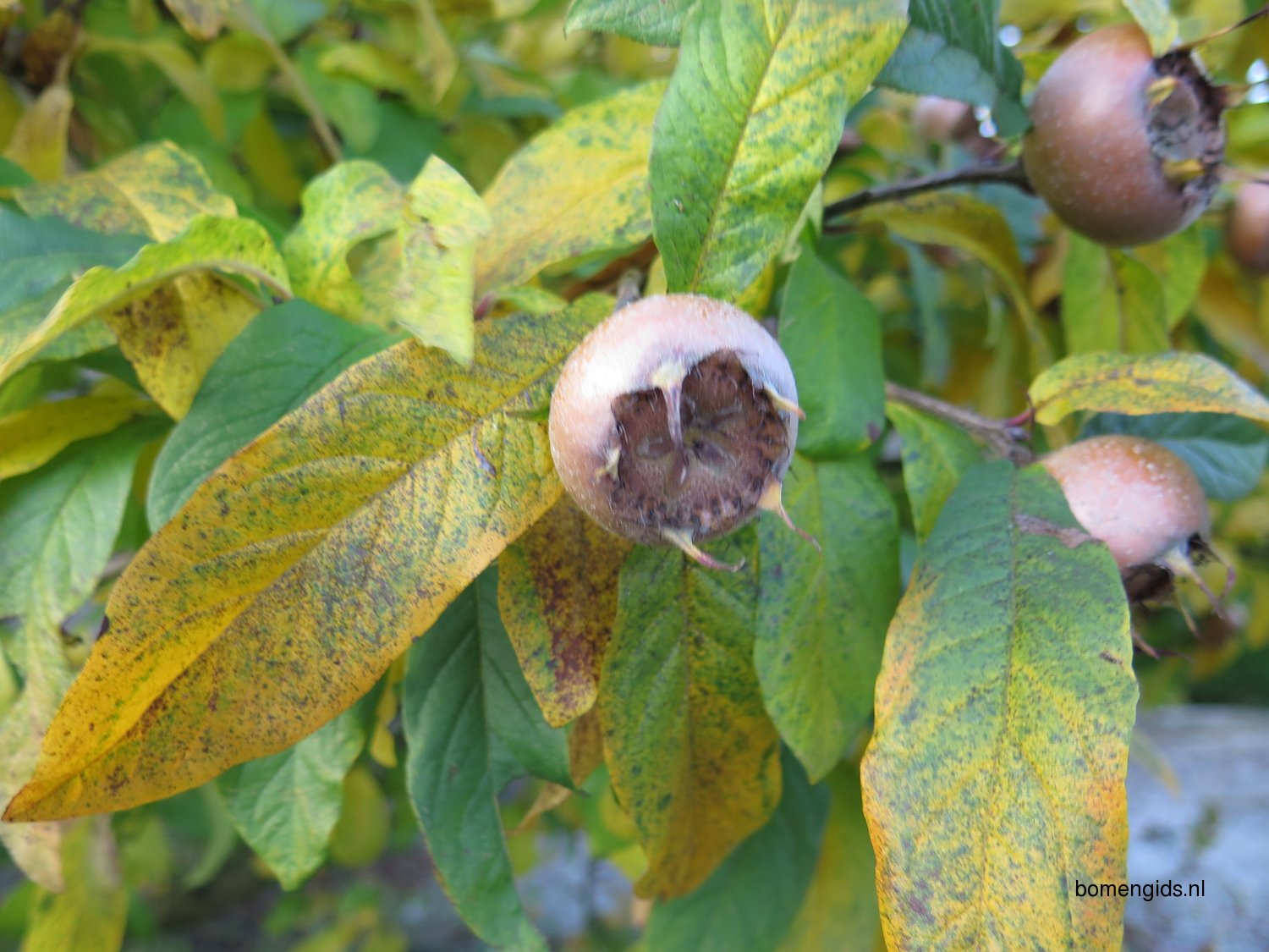 Herken de boomsoort NL: Mispel; Latin: Mespilus germanica; UK: Medieval ...