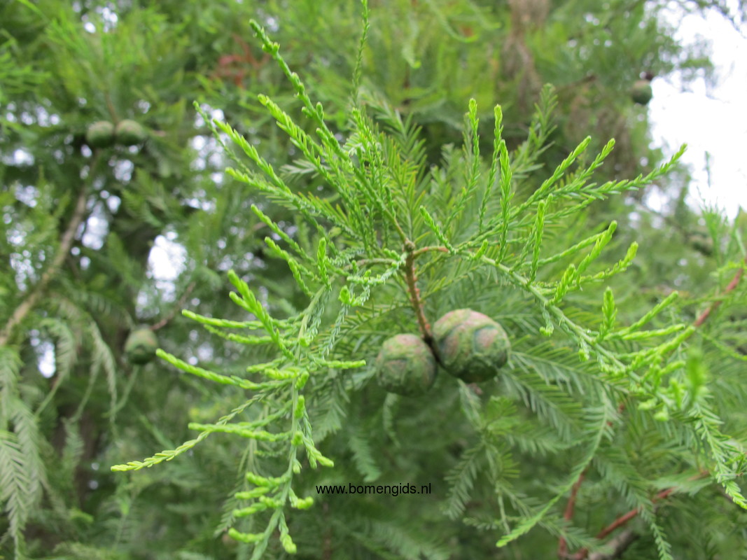 Herken de boomsoort NL: Moeras cypress; Latin: Taxodium distichum; UK ...