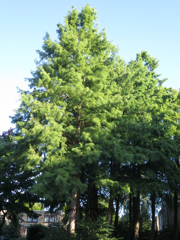 Herken de boomsoort NL: Moeras cypress; Latin: Taxodium distichum; UK ...