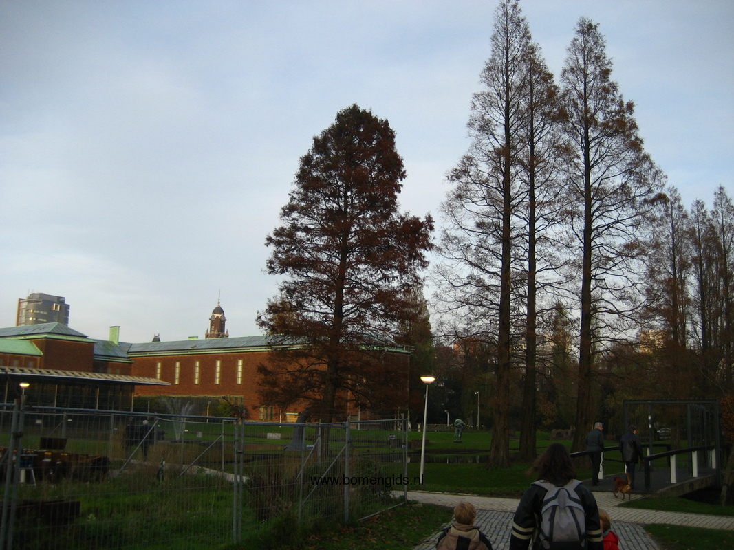 Herken de boomsoort NL: Moeras cypress; Latin: Taxodium distichum; UK ...
