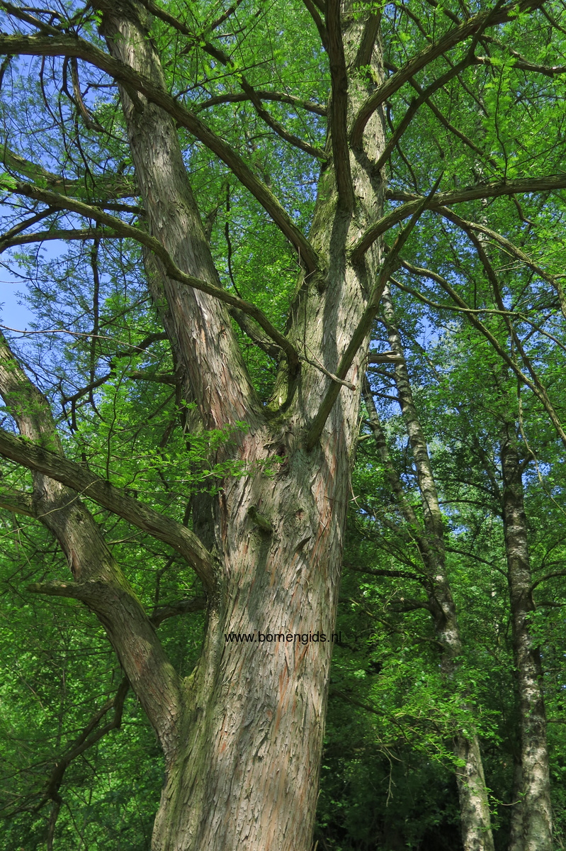 Herken de boomsoort NL: Moeras cypress; Latin: Taxodium distichum; UK ...
