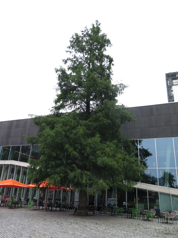 Herken de boomsoort NL: Moeras cypress; Latin: Taxodium distichum; UK ...