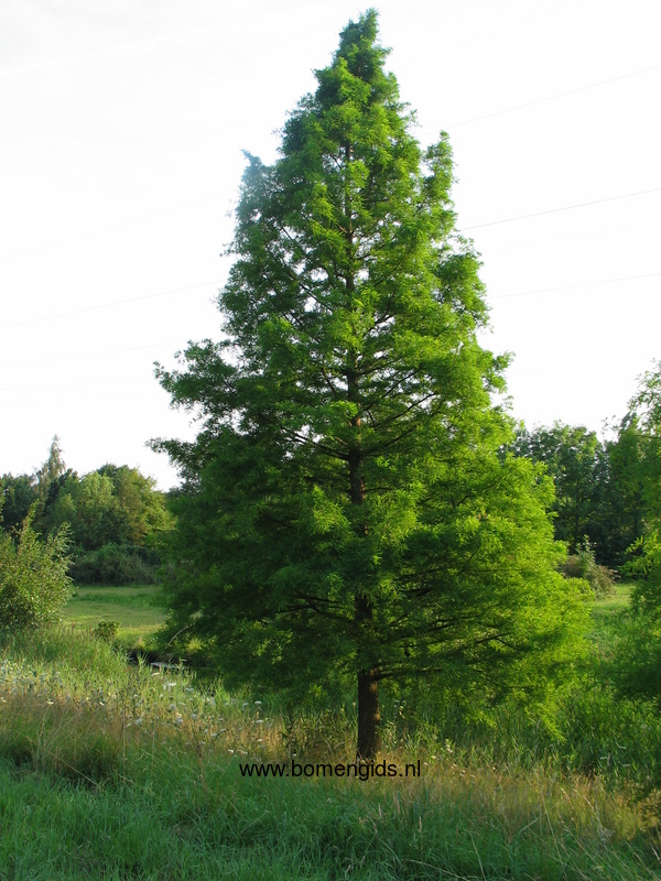 Herken de boomsoort NL: Moeras cypress; Latin: Taxodium distichum; UK ...