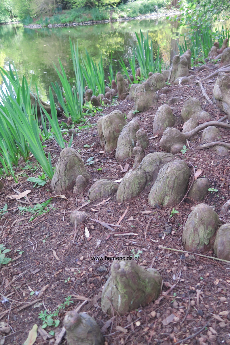 Boomsoorten die horen bij sequoias