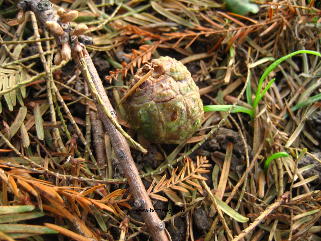 Boomsoorten die horen bij sequoias