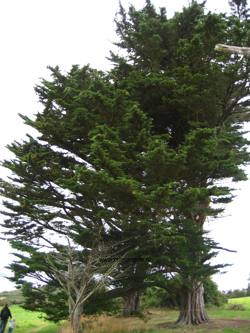 Herken de boomsoort NL: Montereycipres; Latin: Cupressus macrocarpa; UK ...