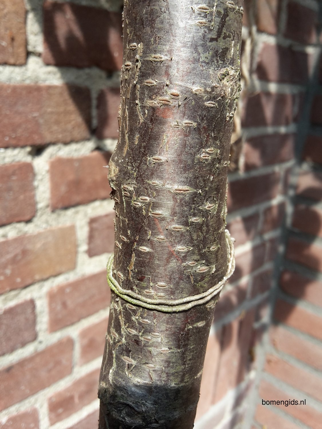 Herken de boomsoort NL: Morel; Latin: Prunus cerasus; UK: Sour cherry ...