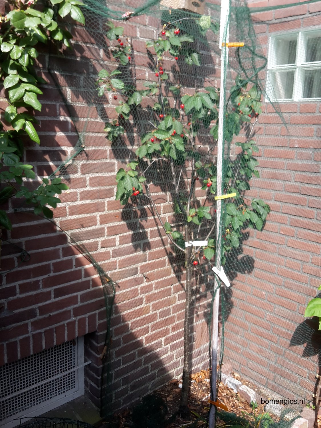 Herken de boomsoort NL: Morel; Latin: Prunus cerasus; UK: Sour cherry ...