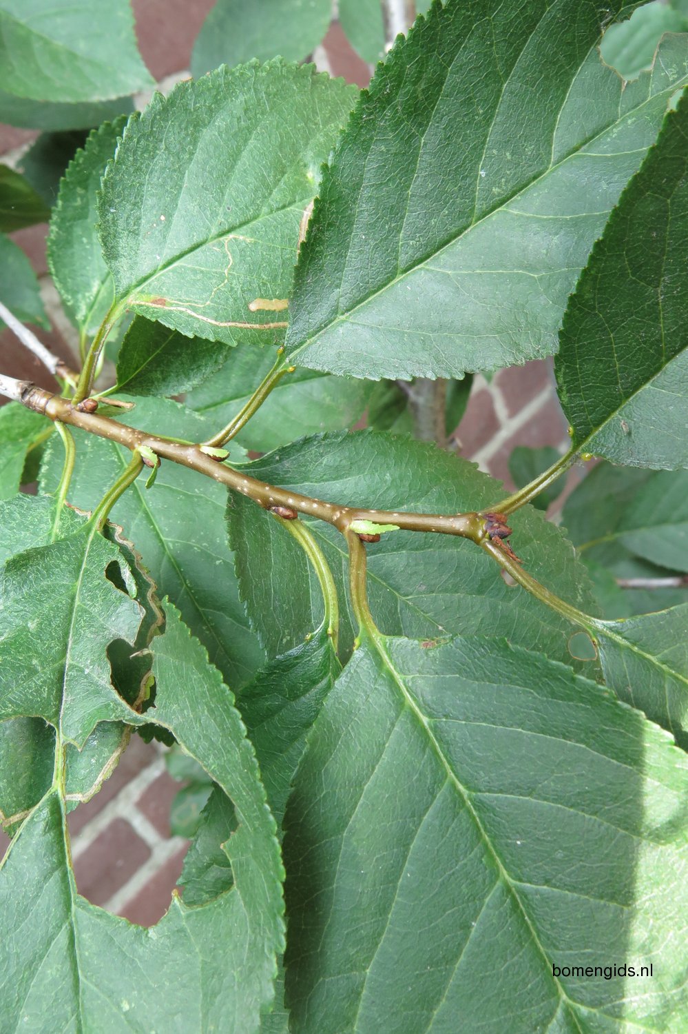 Herken de boomsoort NL: Morel; Latin: Prunus cerasus; UK: Sour cherry ...