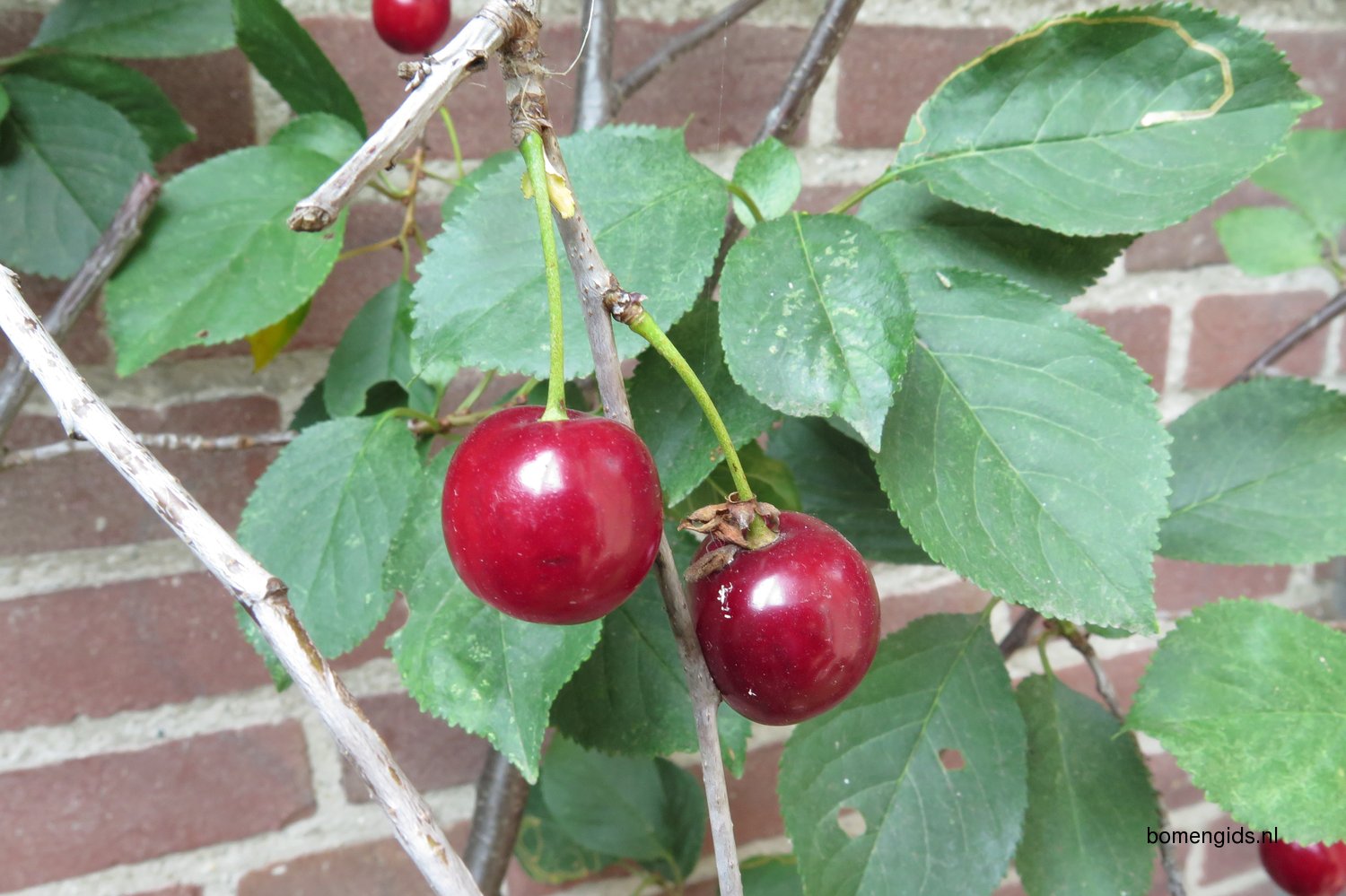 Herken de boomsoort NL: Morel; Latin: Prunus cerasus; UK: Sour cherry ...