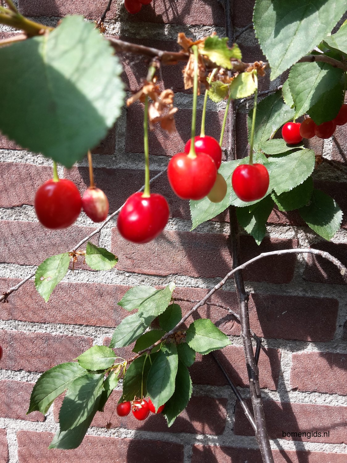 Herken de boomsoort NL: Morel; Latin: Prunus cerasus; UK: Sour cherry ...