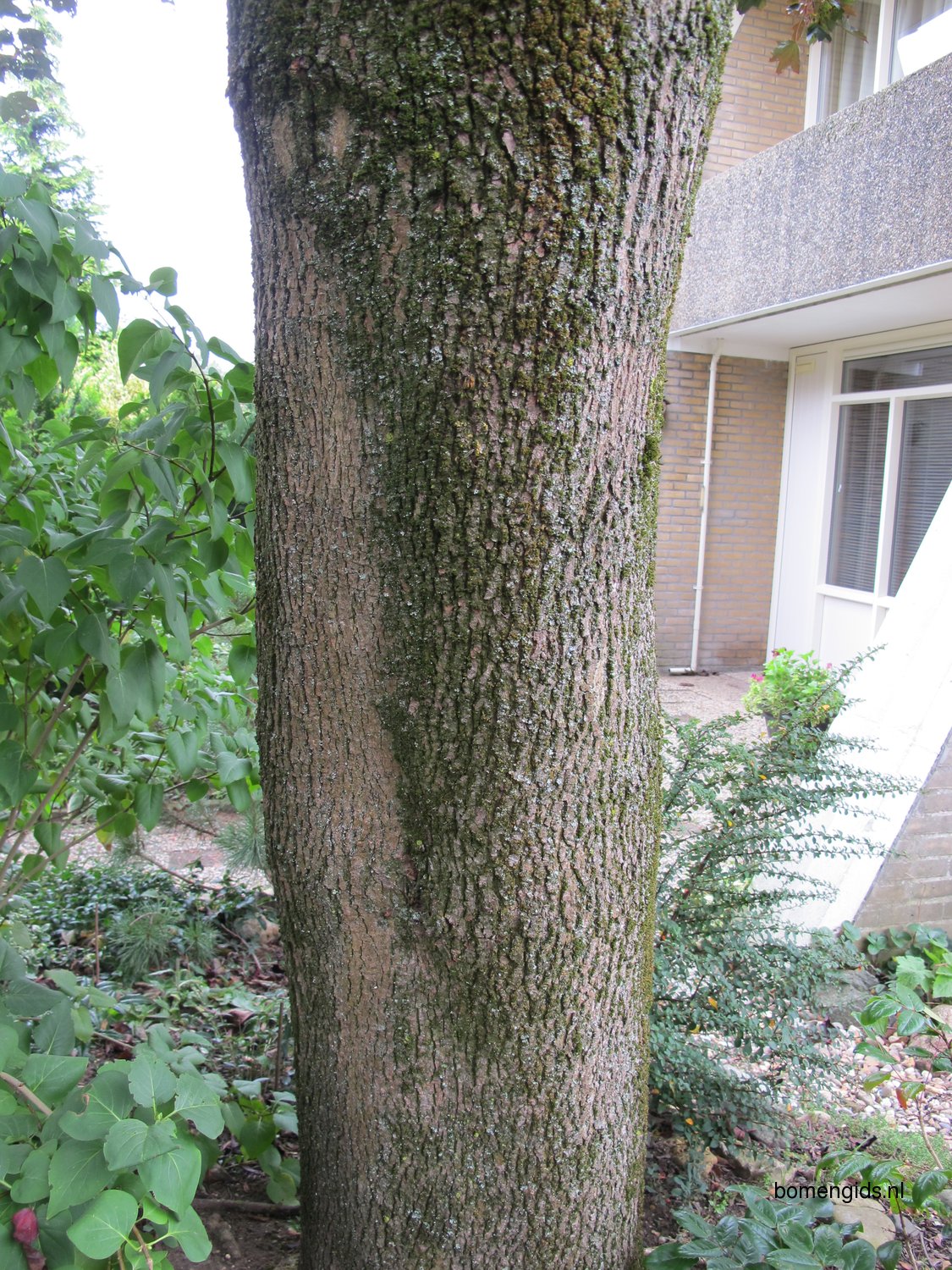 Herken de boomsoort NL: Noorse esdoorn; Latin: Acer platanoides; UK ...