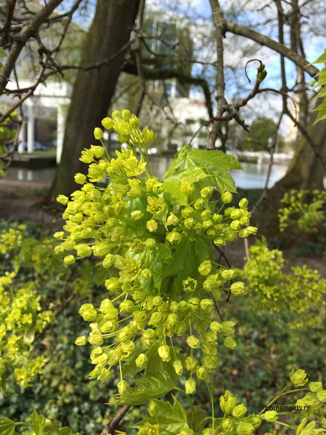 Boomsoorten die horen bij esdoornfamilie