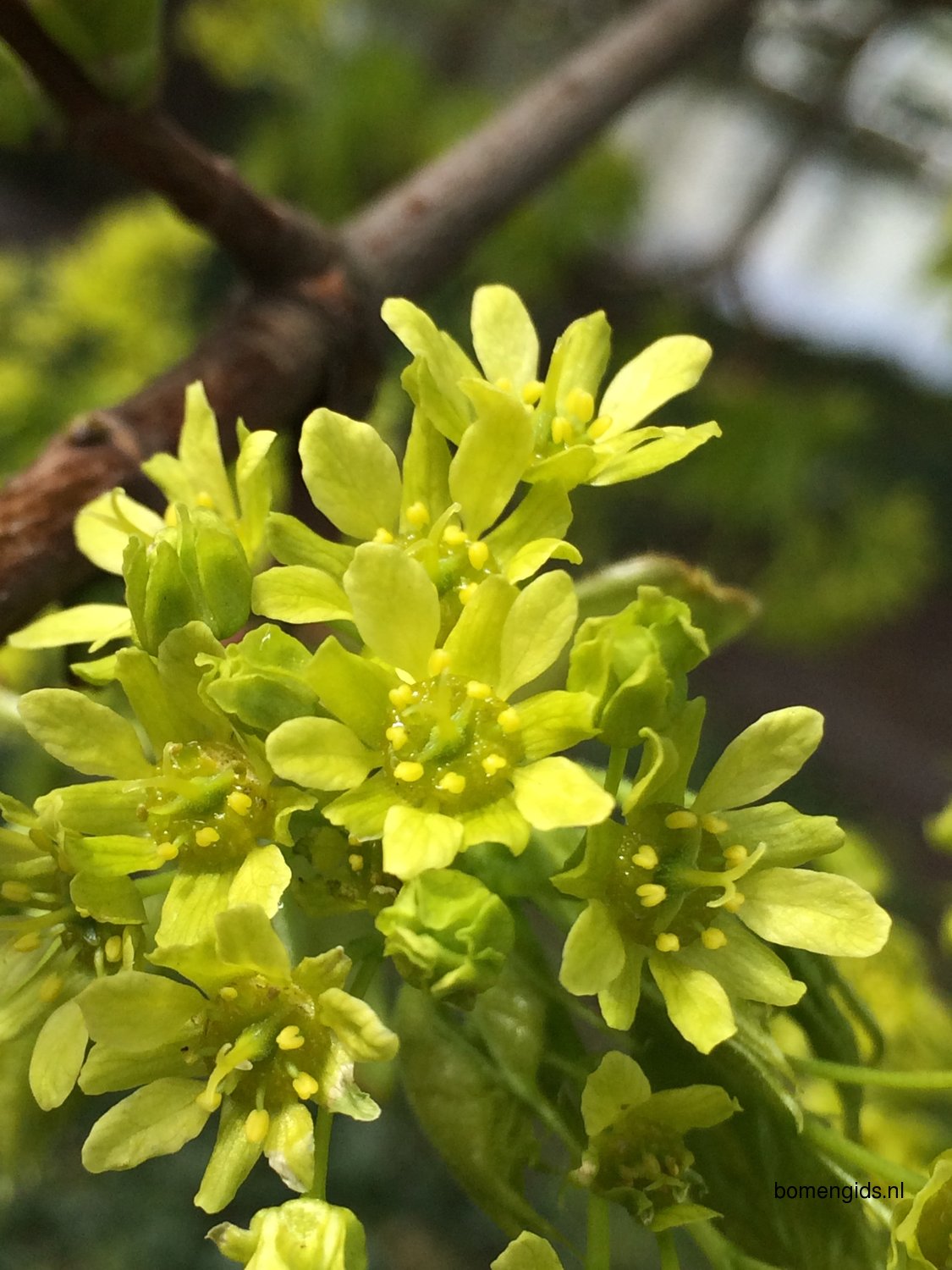 Herken de boomsoort NL: Noorse esdoorn; Latin: Acer platanoides; UK ...