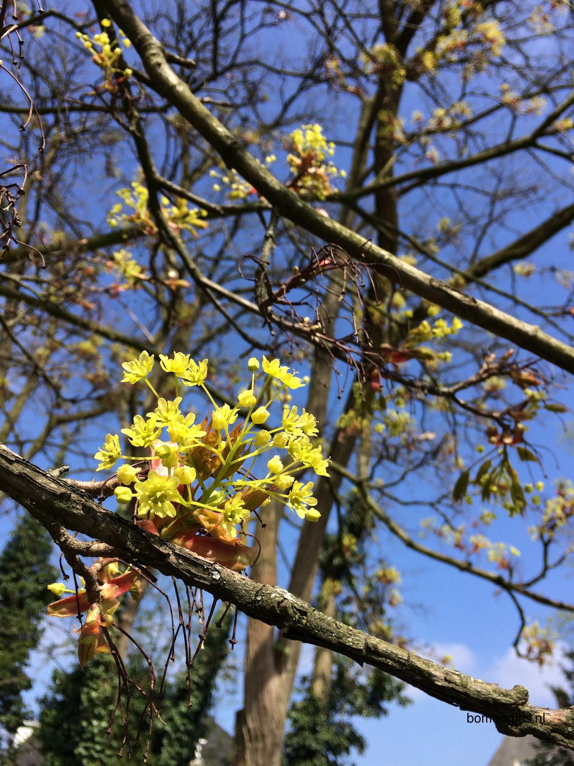 Herken de boomsoort NL: Noorse esdoorn; Latin: Acer platanoides; UK ...