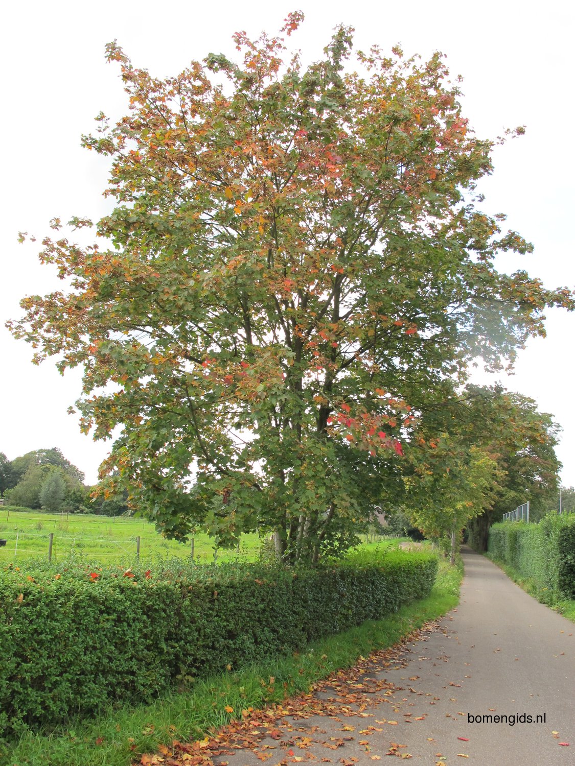 Herken de boomsoort NL: Noorse esdoorn; Latin: Acer platanoides; UK ...