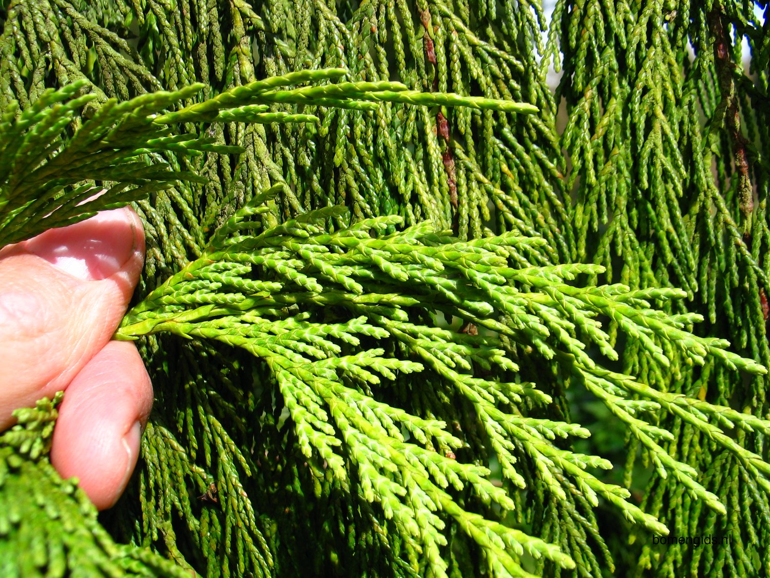 Boomsoorten die horen bij cypressen