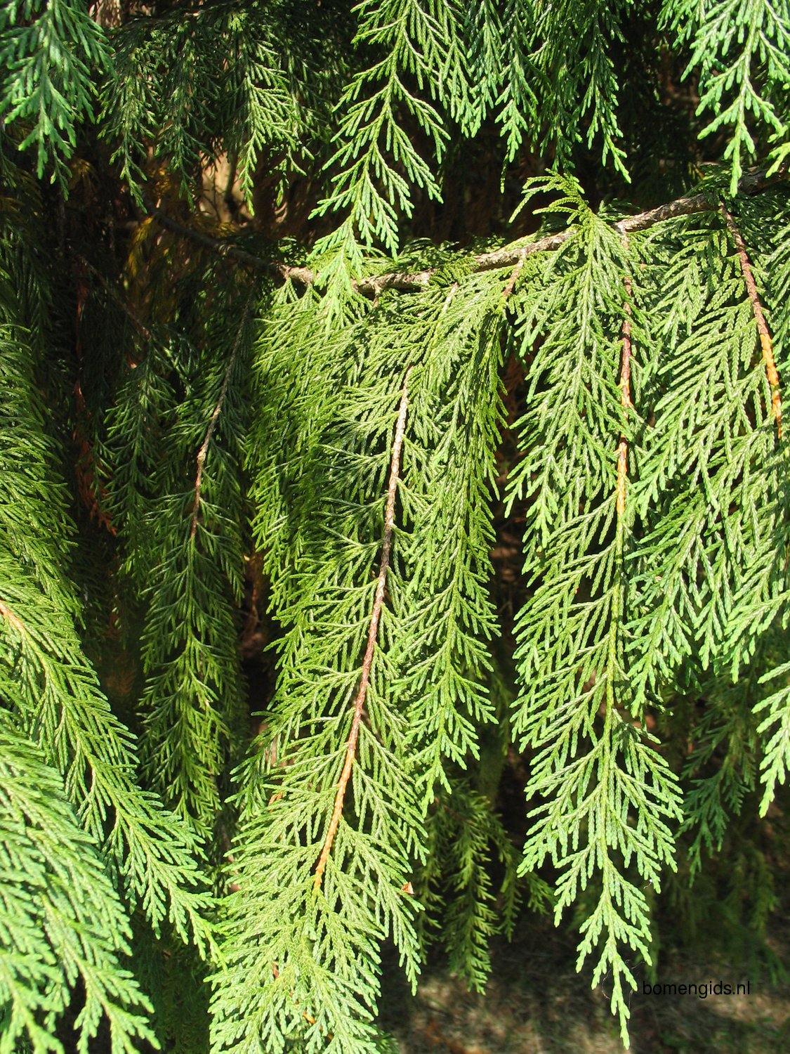 Herken de boomsoort NL: Nootka cypres; Latin: Chamaecyparis ...