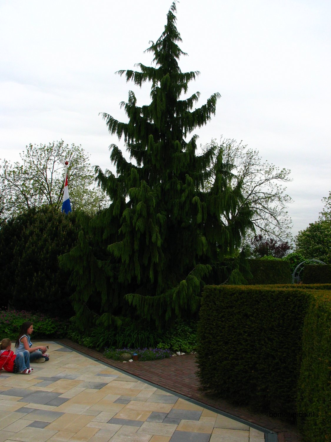 Boomsoorten die horen bij cypressen