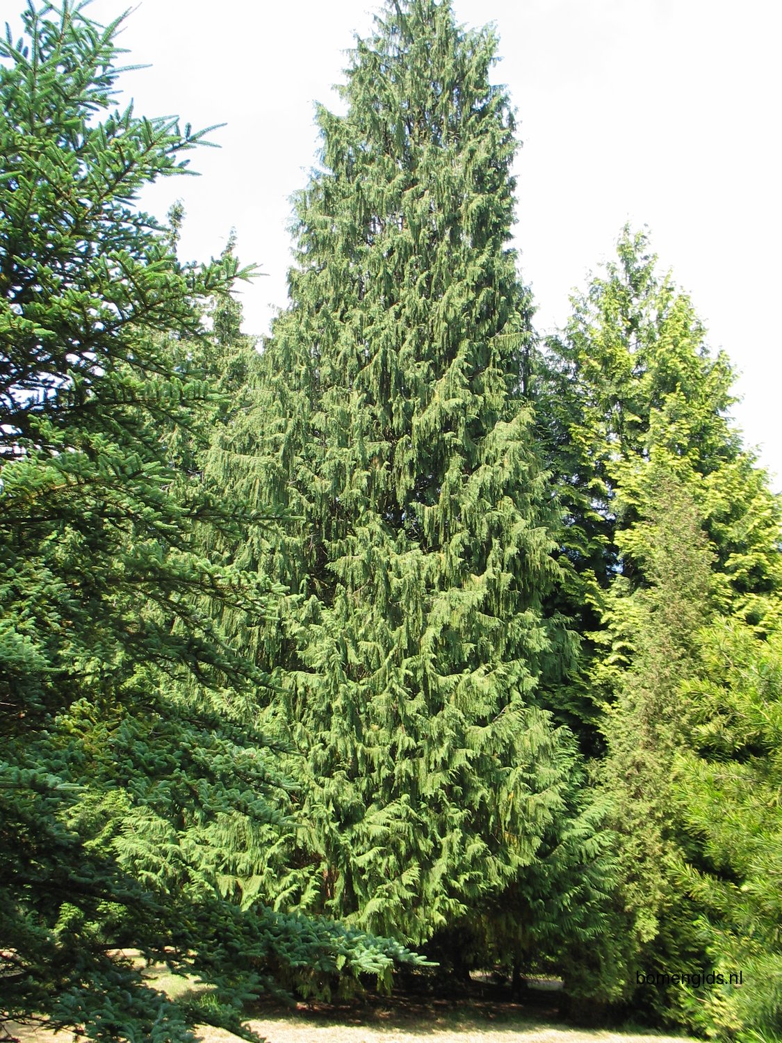 Herken de boomsoort NL: Nootka cypres; Latin: Chamaecyparis ...