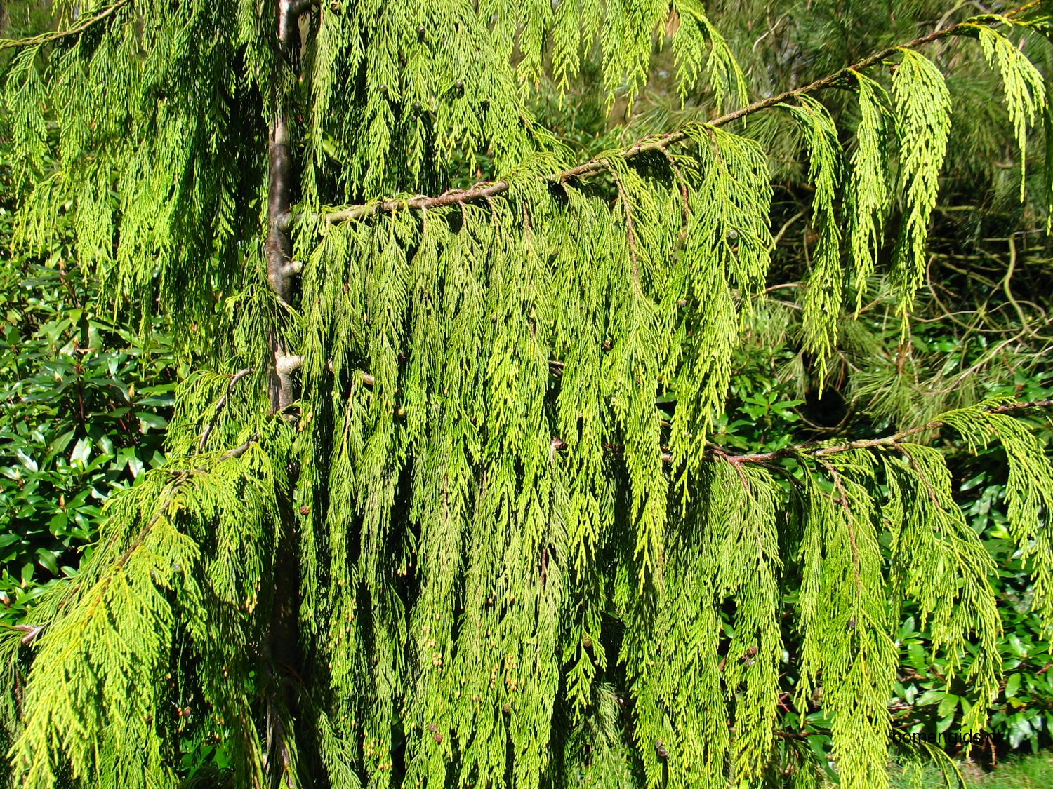Herken de boomsoort NL: Nootka cypres; Latin: Chamaecyparis ...