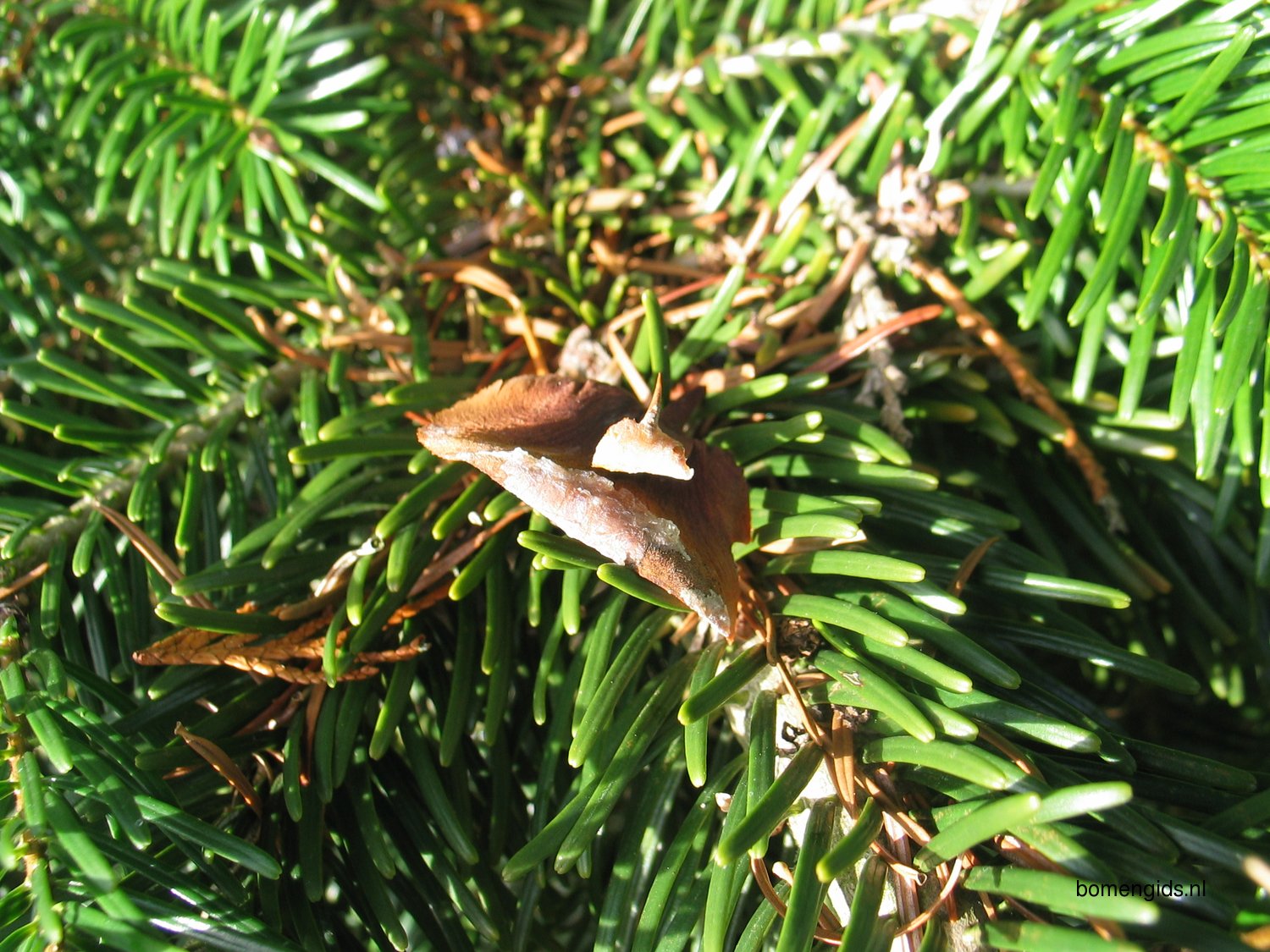 Boomsoorten die horen bij zilversparren