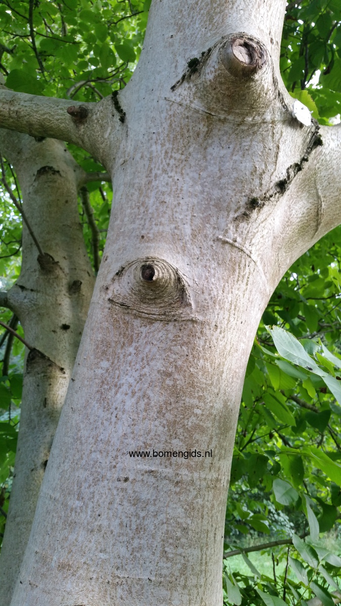 Boomsoorten die horen bij notenbomen