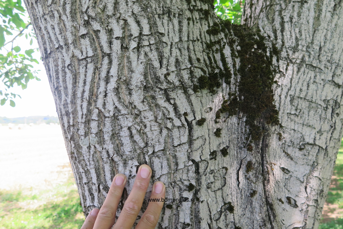 Herken de boomsoort NL: Okkernoot--Walnoot; Latin: Juglans regia; UK ...