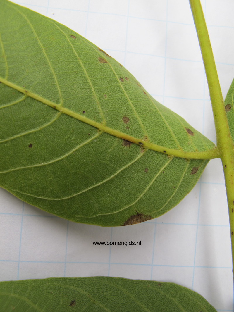 Herken de boomsoort NL: Okkernoot--Walnoot; Latin: Juglans regia; UK ...