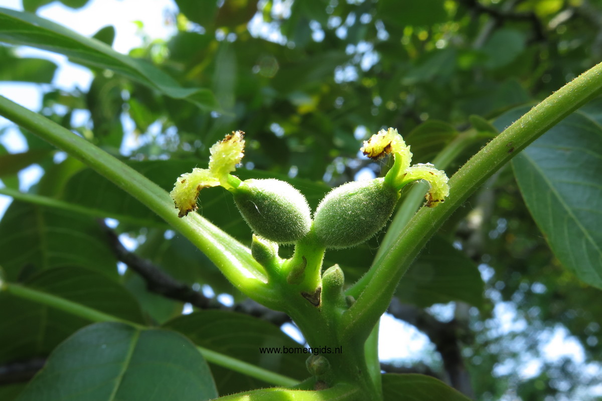 Herken de boomsoort NL: Okkernoot--Walnoot; Latin: Juglans regia; UK ...