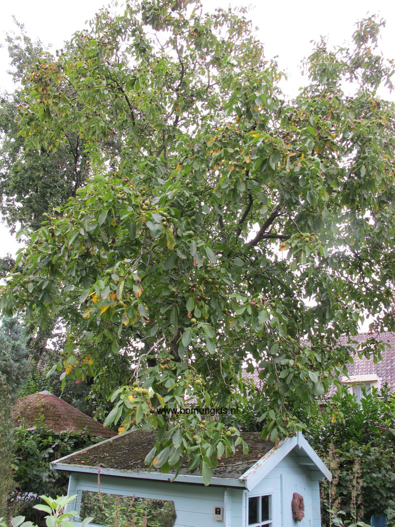 Herken de boomsoort NL: Okkernoot--Walnoot; Latin: Juglans regia; UK ...