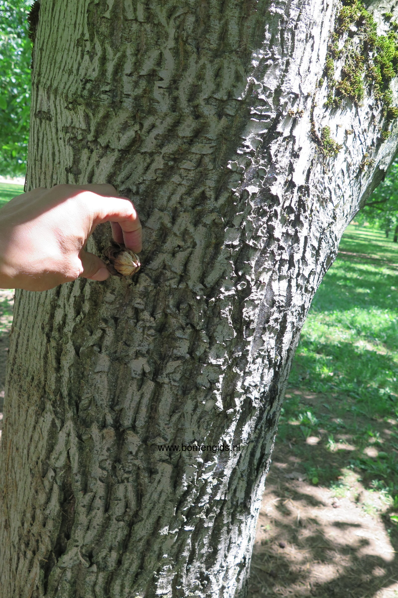 Herken de boomsoort NL: Okkernoot--Walnoot; Latin: Juglans regia; UK ...