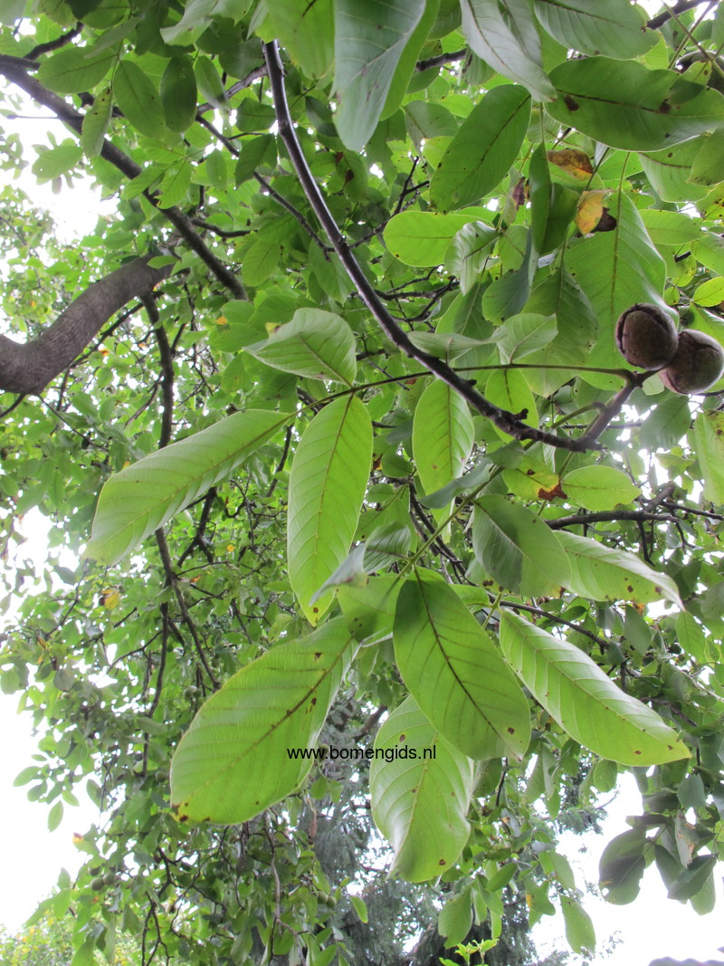 Herken de boomsoort NL: Okkernoot--Walnoot; Latin: Juglans regia; UK ...
