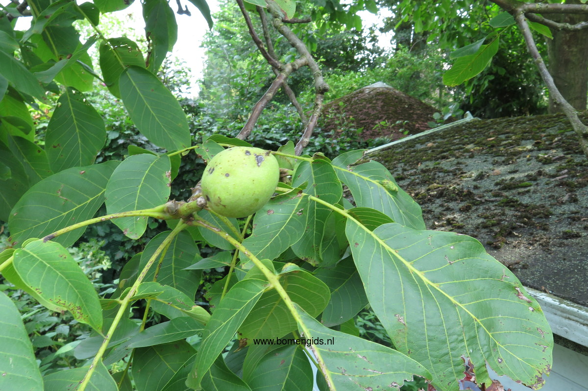 Herken de boomsoort NL: Okkernoot--Walnoot; Latin: Juglans regia; UK ...