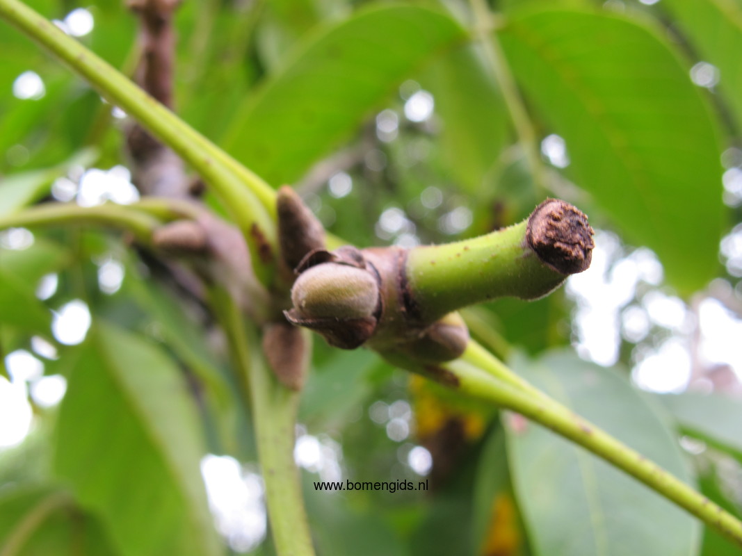 Herken de boomsoort NL: Okkernoot--Walnoot; Latin: Juglans regia; UK ...