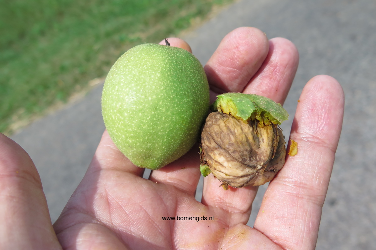 Herken de boomsoort NL: Okkernoot--Walnoot; Latin: Juglans regia; UK ...