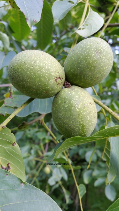 Herken de boomsoort NL: Okkernoot--Walnoot; Latin: Juglans regia; UK ...
