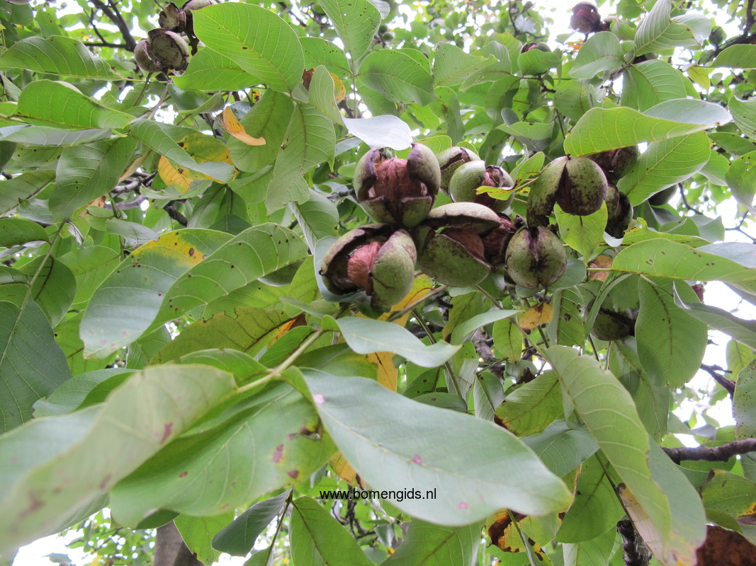 Herken de boomsoort NL: Okkernoot--Walnoot; Latin: Juglans regia; UK ...
