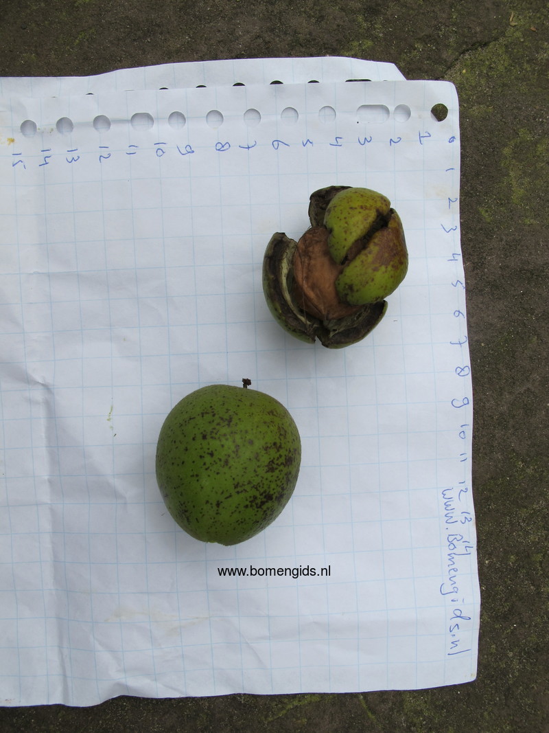 Herken de boomsoort NL: Okkernoot--Walnoot; Latin: Juglans regia; UK ...