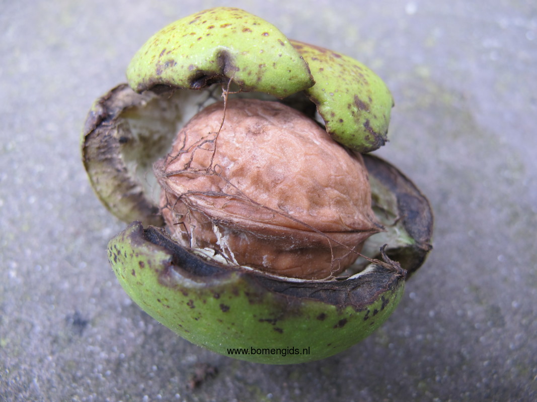 Herken de boomsoort NL: Okkernoot--Walnoot; Latin: Juglans regia; UK ...