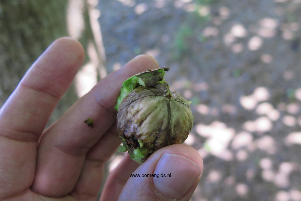 Herken de boomsoort NL: Okkernoot--Walnoot; Latin: Juglans regia; UK ...
