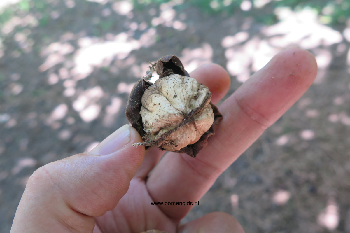 Herken de boomsoort NL: Okkernoot--Walnoot; Latin: Juglans regia; UK ...