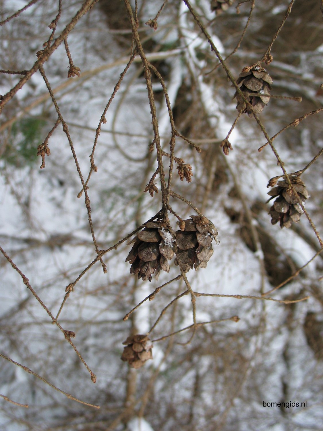 Boomsoorten die horen bij hemlockdouglas