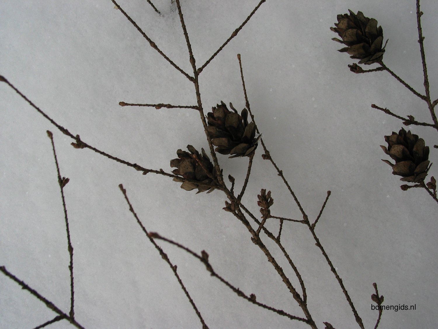 Herken de boomsoort NL: Oosterse hemlockspar; Latin: Tsuga canadensis ...