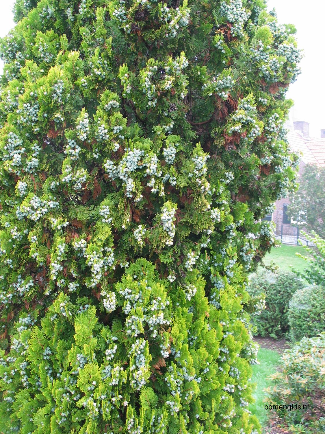 Herken de boomsoort NL: Oosterse levensboom; Latin: Thuja orientalis ...